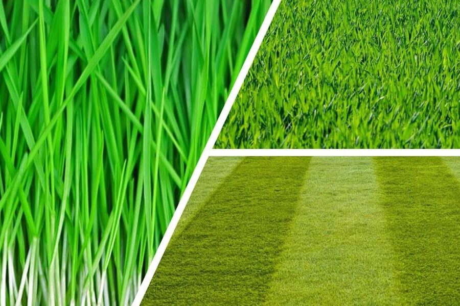 GrassMaster - 20+ Years of Raleigh Landscaping, Lawn Care