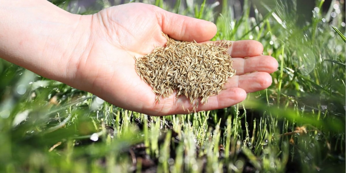 Professional Lawn Overseeding - Unbelievable Lush Grass - GrassMaster